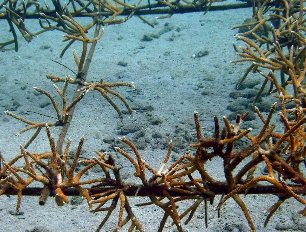 Comment protéger les coraux ? - Fondation de la Mer