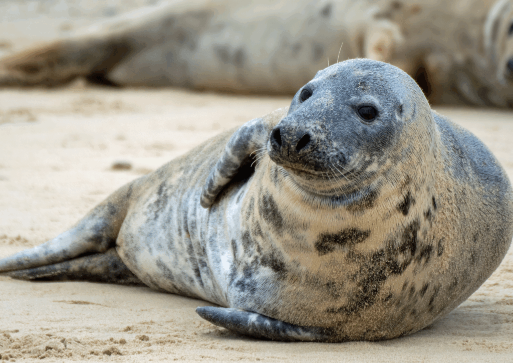 L’Océan et ses services écosystémiques - Fondation de la Mer
